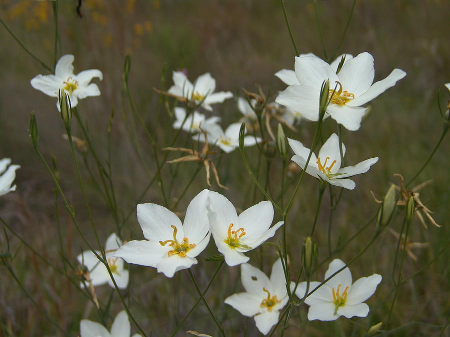 White Sabatia Photograph by Scott Carr - Pixels