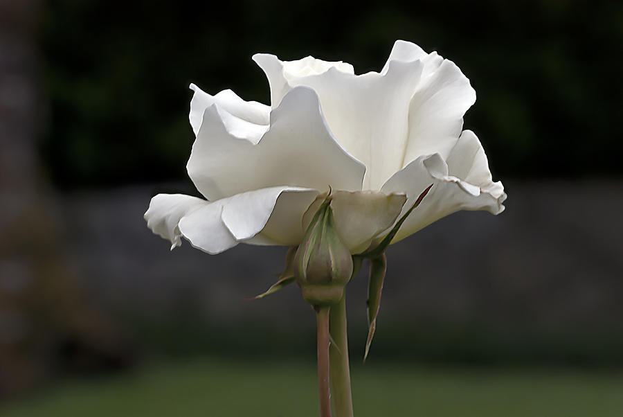 White Simplicity Rose Profile Photograph by Emerald Studio Photography ...
