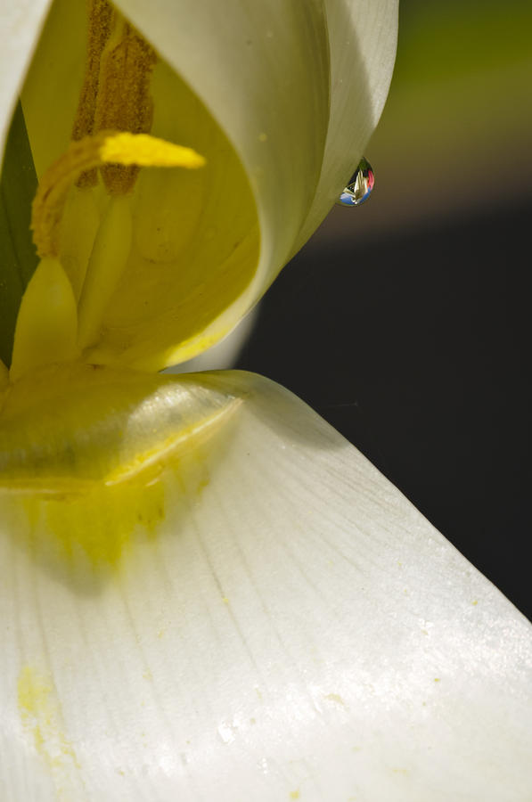 White Tulip Photograph by Christine Kapler - Fine Art America
