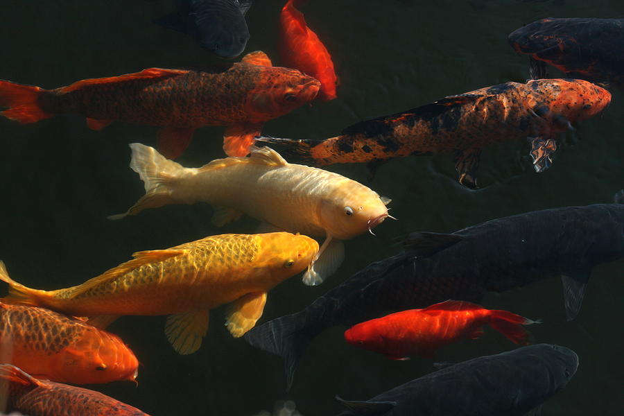 Whole Mess Of Koi Photograph by David Dunham - Fine Art America