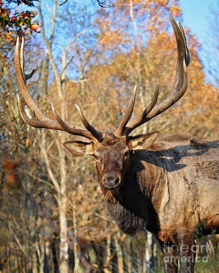 Wide Beams Bull Elk Photograph by Timothy Flanigan