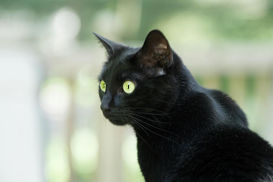 Wide-Eyed Black Cat Photograph by Janet Argenta - Fine Art America