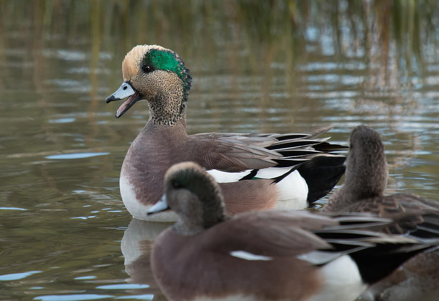 Widgeon Photograph by Thomas Kaestner - Fine Art America