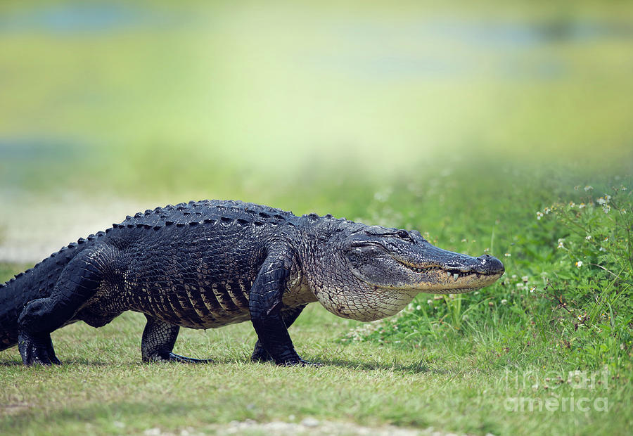 Wild American Alligator Photograph by Svetlana Foote - Fine Art America