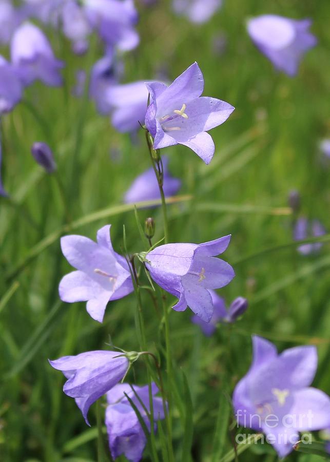 Violets Are Blue Wild Bluebells by Jane Powell