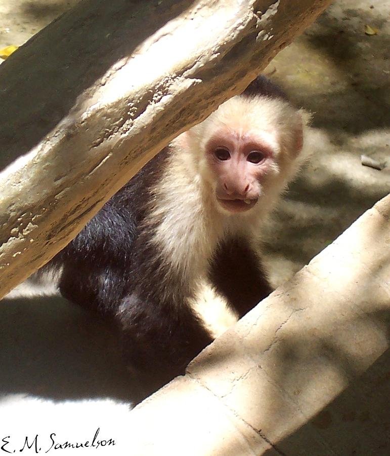 Wild Little Monkey Photograph by Elise Samuelson - Fine Art America