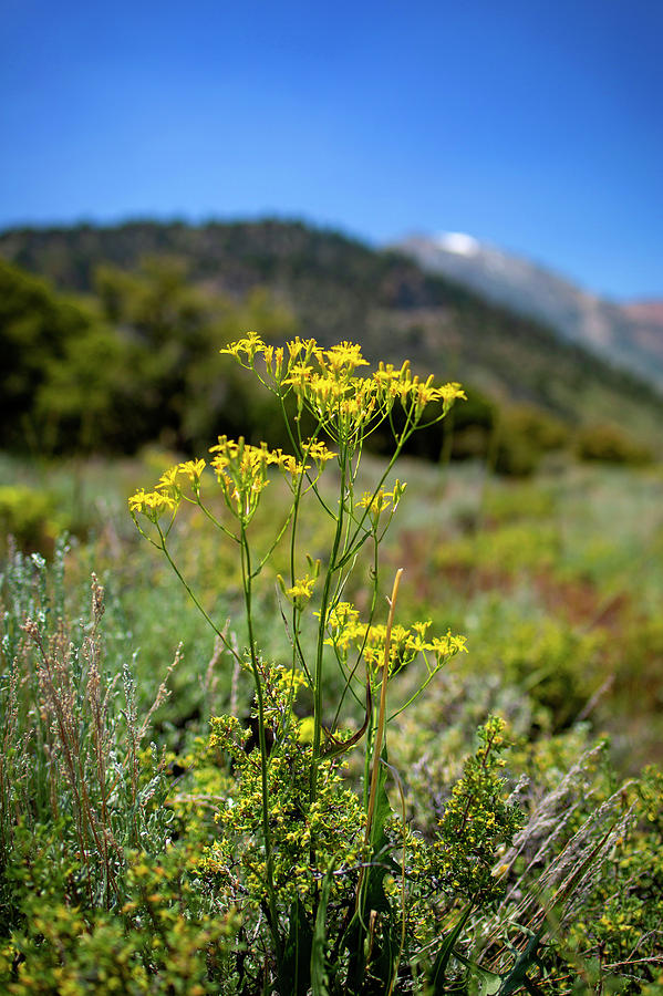 Wild Sierra Flowers Photograph by Chris Brannen - Pixels