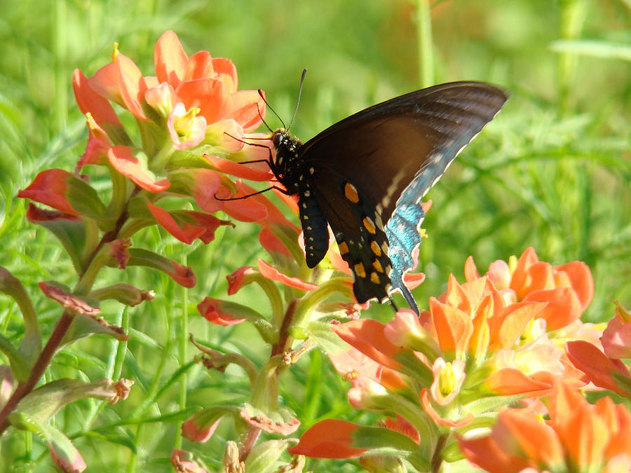 Wildflower Butterfly Photograph by Rhianna Wurman - Pixels