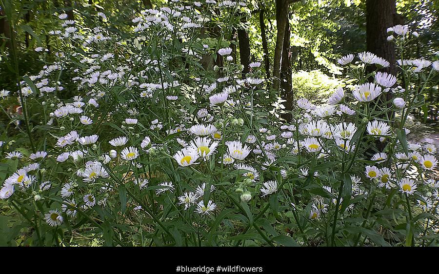 Wildflowers of the Blue Ridge Mountains Photograph by Joe D Dry - Fine ...