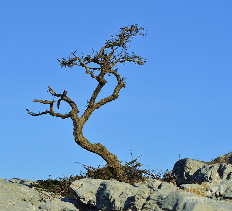 Wind distorted tree. Photograph by Stan Pritchard - Pixels