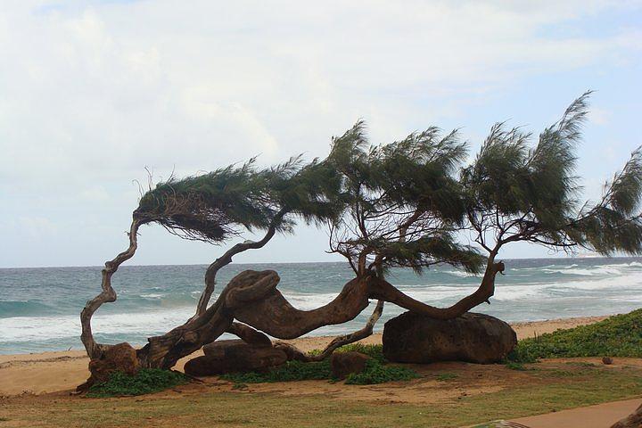 Wind Whipped Photograph by Jamie McDaniel - Fine Art America