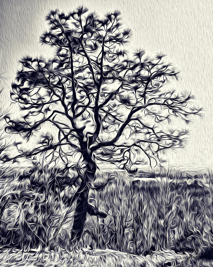 Windblown Tree Photograph by Thomas Fields - Fine Art America