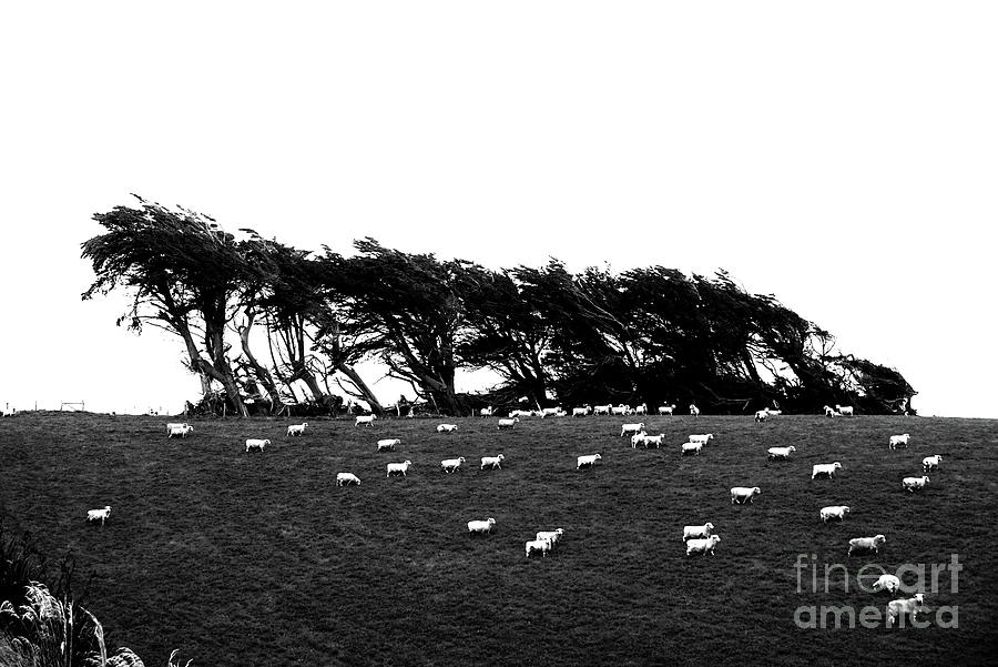 Windswept Photograph by Daniel B Hooks - Fine Art America