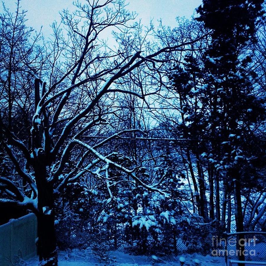 Winter Gloom Photograph by Christopher Adamo-Rocco - Fine Art America