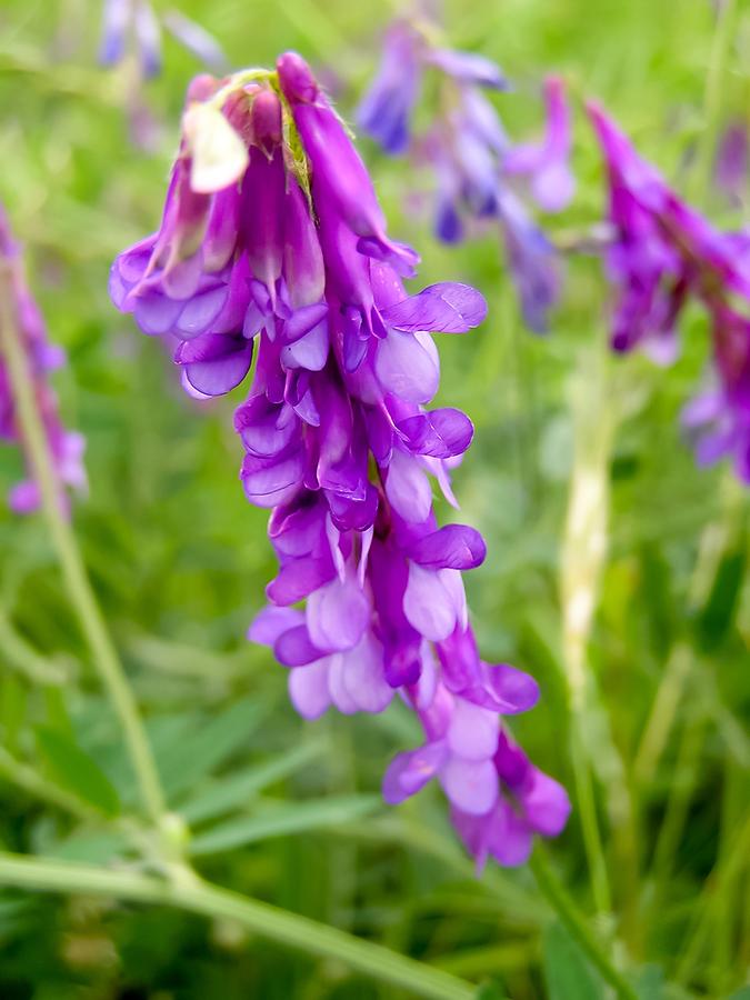 Winter Vetch Wildflower Photograph by Cynthia Woods - Fine Art America