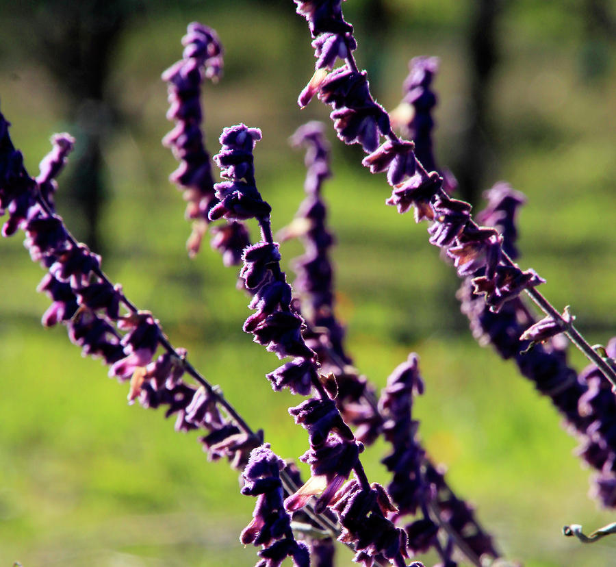 Winter Vineyard Flowers Photograph by Pauline Darrow | Fine Art America