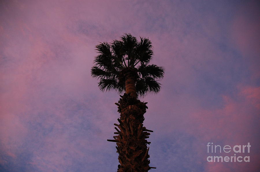 Wispy Tree Photograph by Sarah Gallitto - Pixels