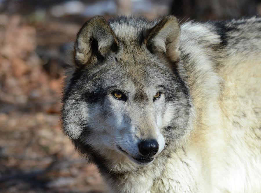 Wolf Photograph by Albert Acker - Fine Art America