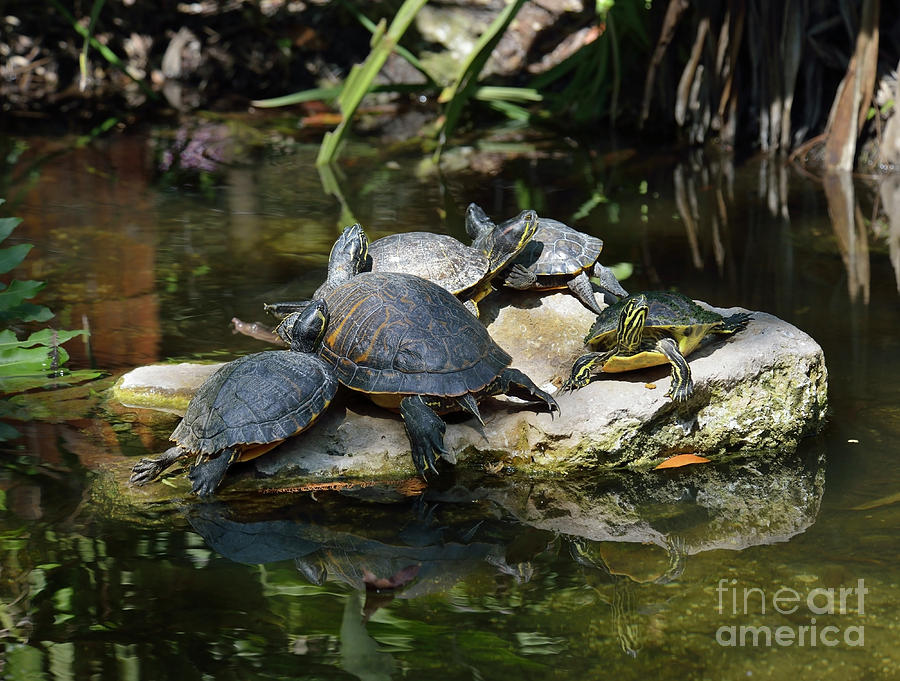 Yellow-bellied Slider Turtles Photograph by Svetlana Foote - Fine Art ...