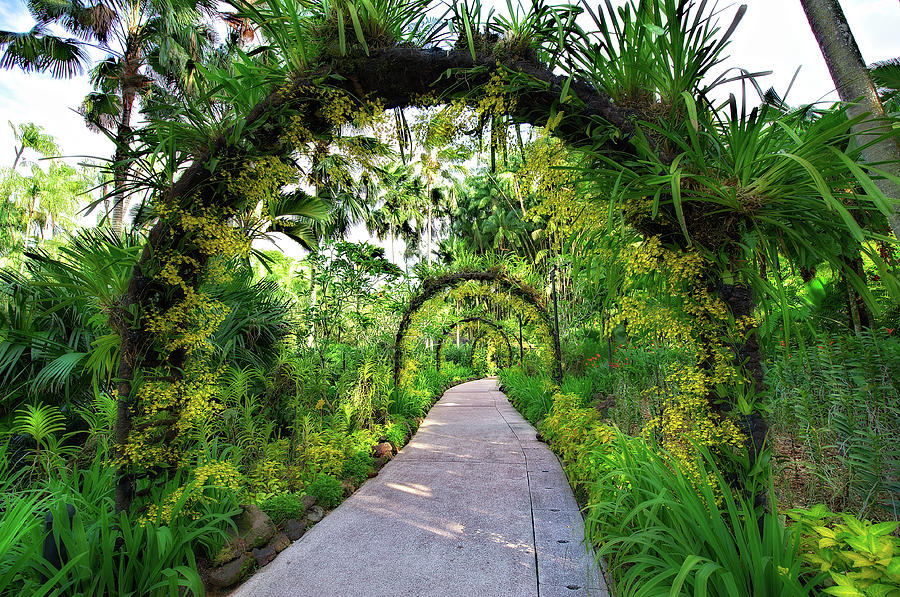 Yellow Orchild Arches Photograph by Paul W Sharpe Aka Wizard of Wonders