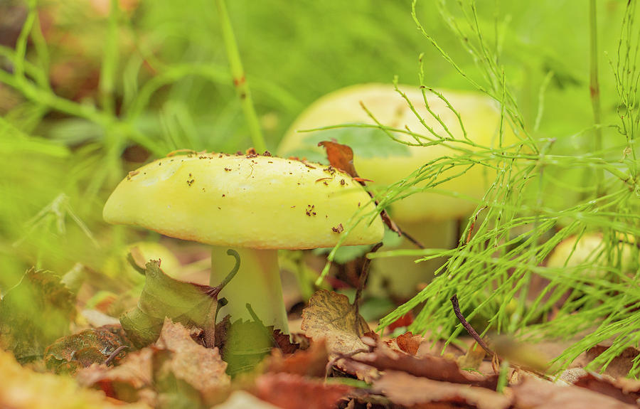 Yellow Toadstool Photograph by Edie Ann Mendenhall - Fine Art America
