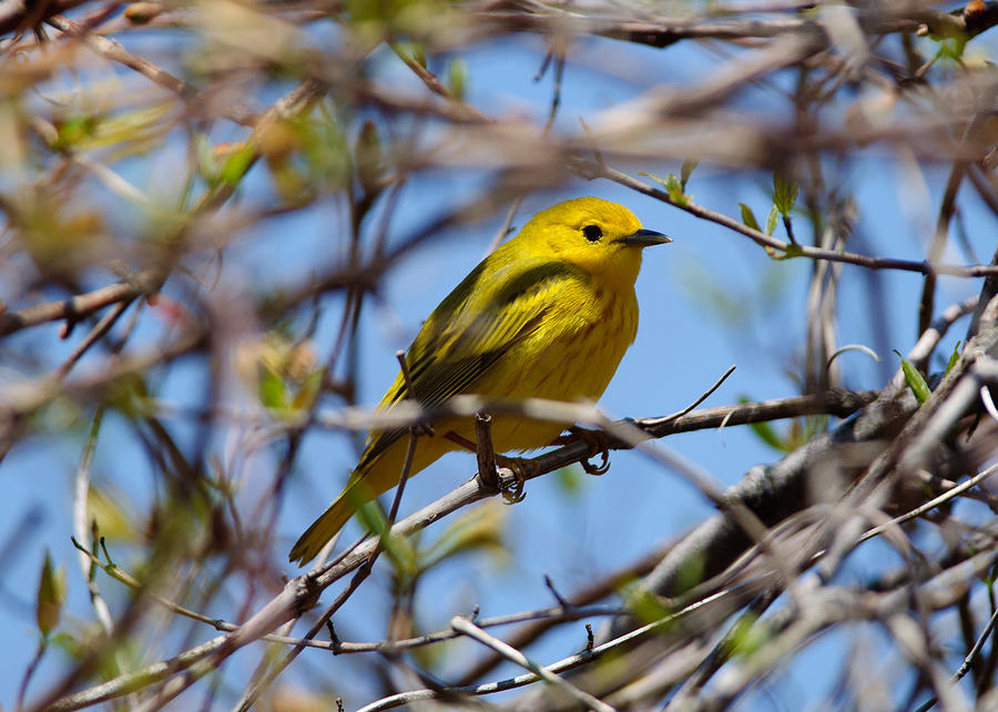 Yellow Warbler Photograph by David Jenniskens - Fine Art America