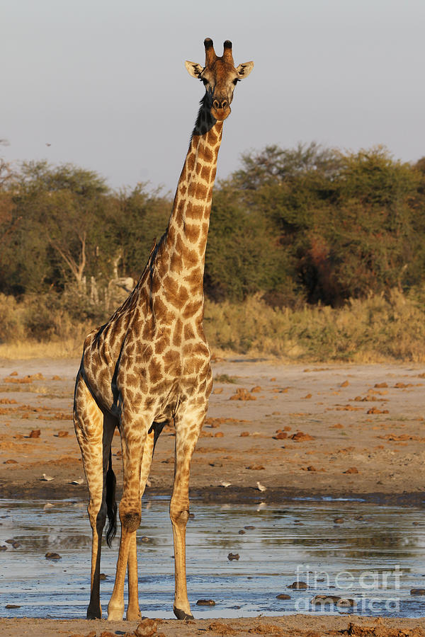 You Looking At Me Photograph By Christina Gupfinger Fine Art America