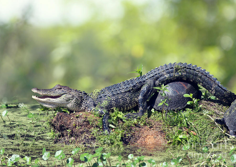 Young Alligator and turtles Photograph by Svetlana Foote - Fine Art America