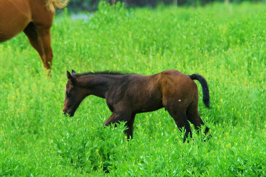 Young colt on a warm spring day Photograph by Jeff Swan - Pixels