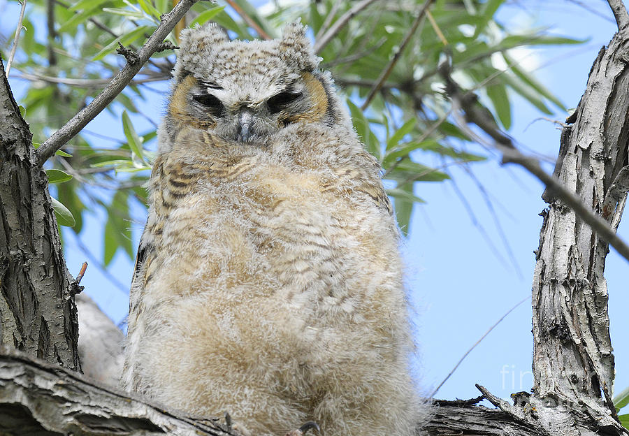 Young Great Horned Owl Photograph by Dennis Hammer - Fine Art America
