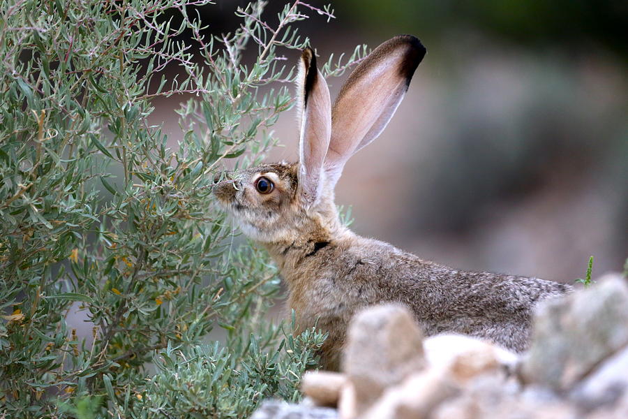 Young Jack Rabbit Snaking Photograph by Daniel Davidson - Fine Art America