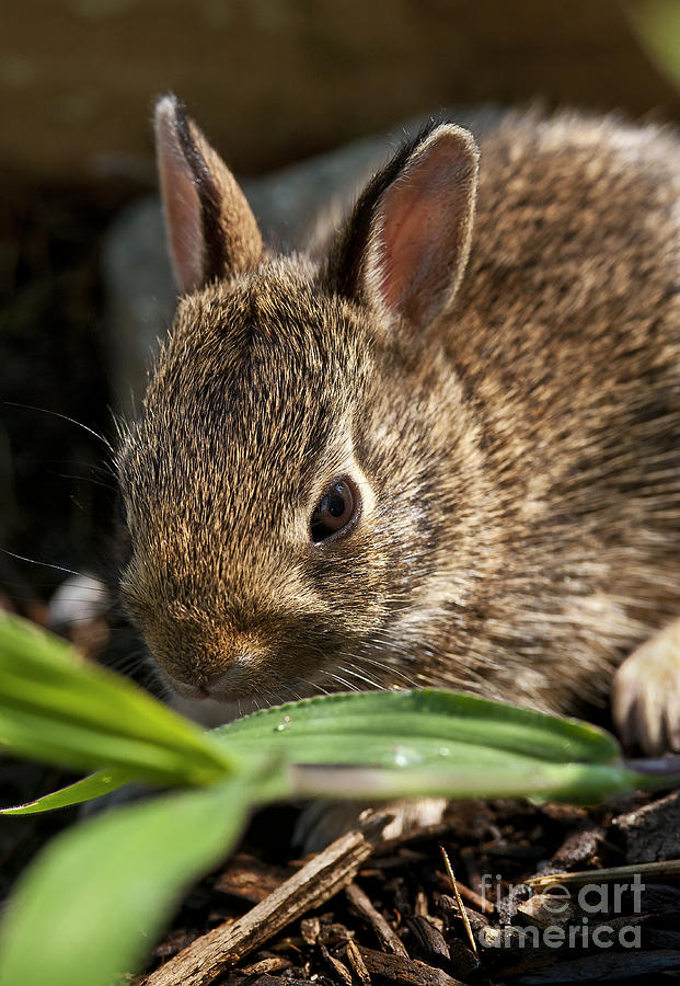 Young Rabbit Photograph by John Greim - Fine Art America