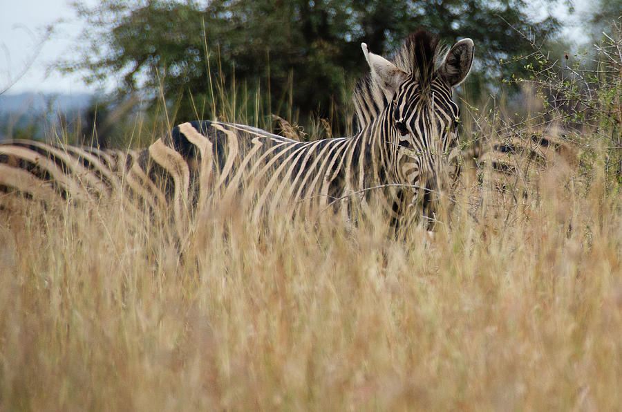 Zebras in Long Grass Photograph by Elizabeth Westendorf - Fine Art America