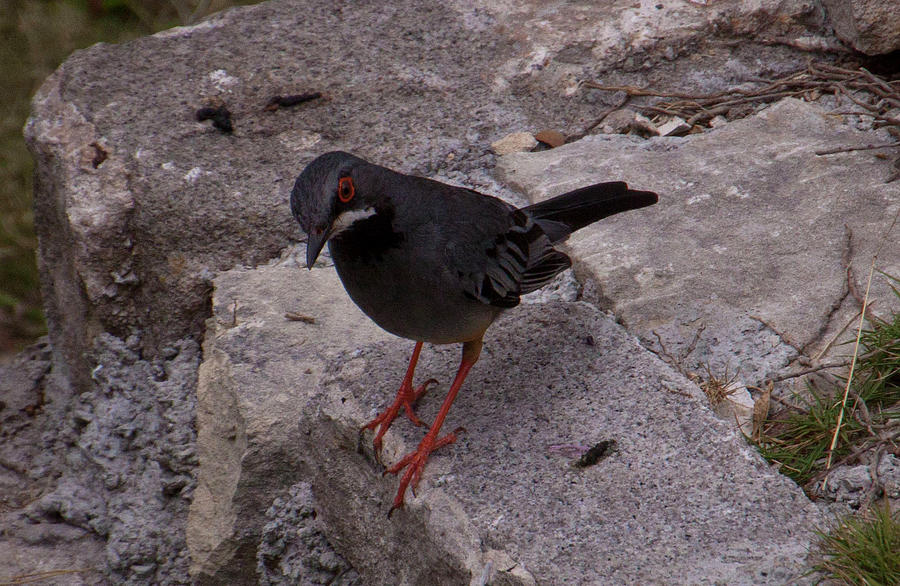 0985 Bird At Hem's Home #0985 Photograph by Michael Havice - Fine Art ...