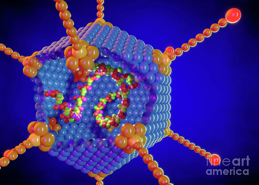 Adenovirus Structure Photograph By Roger Harrisscience Photo Library Pixels