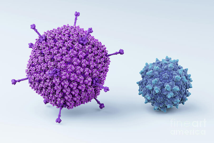 Adenovirus With Adeno-associated Virus #1 by Thom Leach / Science Photo Library