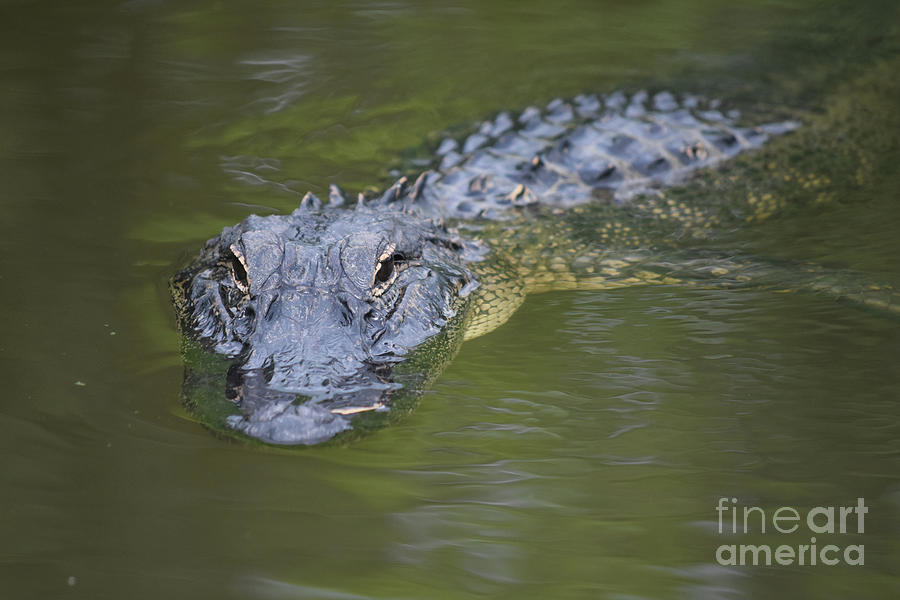 Alligator's Face in the Swamp of South Louisiana Photograph by DejaVu ...