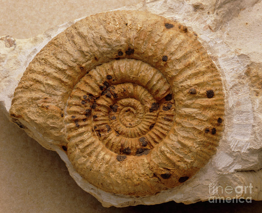 Ammonite Fossil Photograph by Astrid & Hanns-frieder Michler/science Photo Library - Fine Art ...