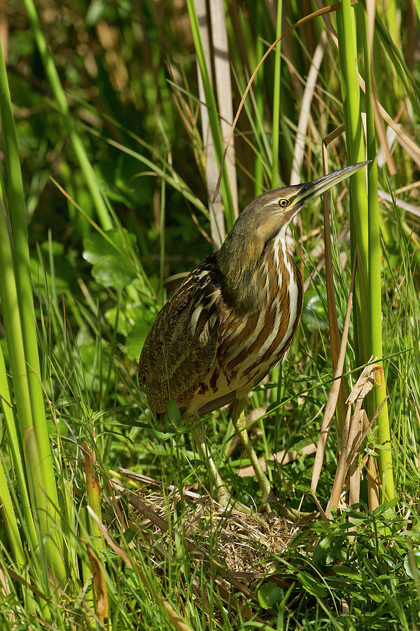An American Bittern Standing Among Reeds Photograph by James Urbach ...