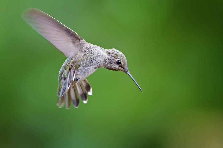 Annas Hummingbird #1 by Mallardg500