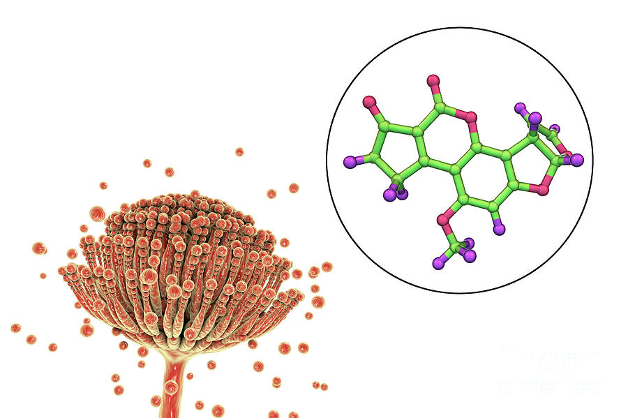 Aspergillus Fungus And Aflatoxin B1 Molecule Photograph By Kateryna Kon
