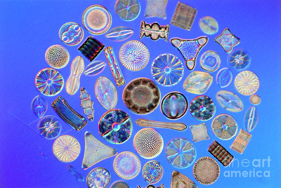 Assortment Of Fossil Diatoms Photograph by Astrid & Hanns-frieder Michler/science Photo Library ...