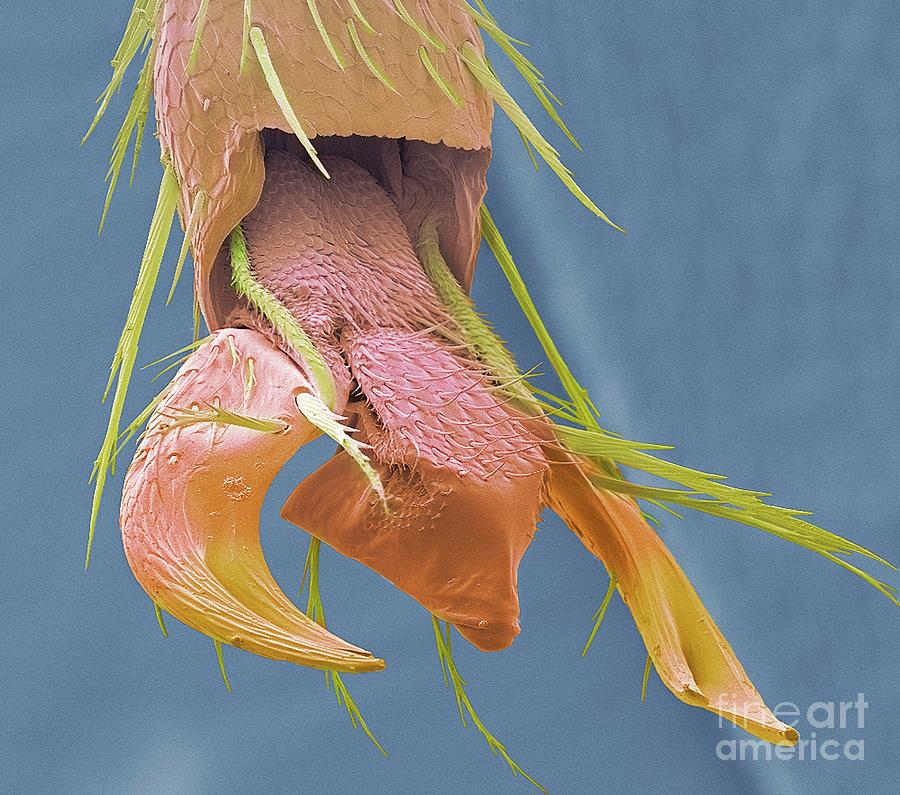 Bee Foot Photograph by Steve Gschmeissner/science Photo Library - Pixels