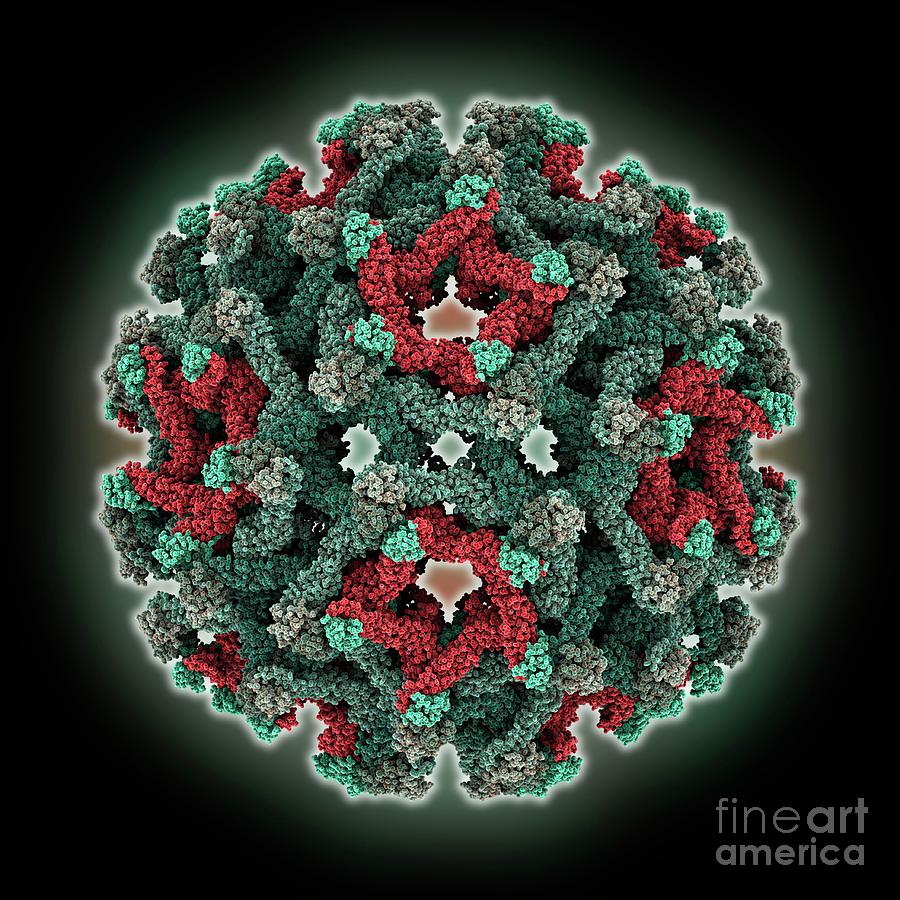 Binjari Virus Capsid Photograph by Laguna Design/science Photo Library - Pixels