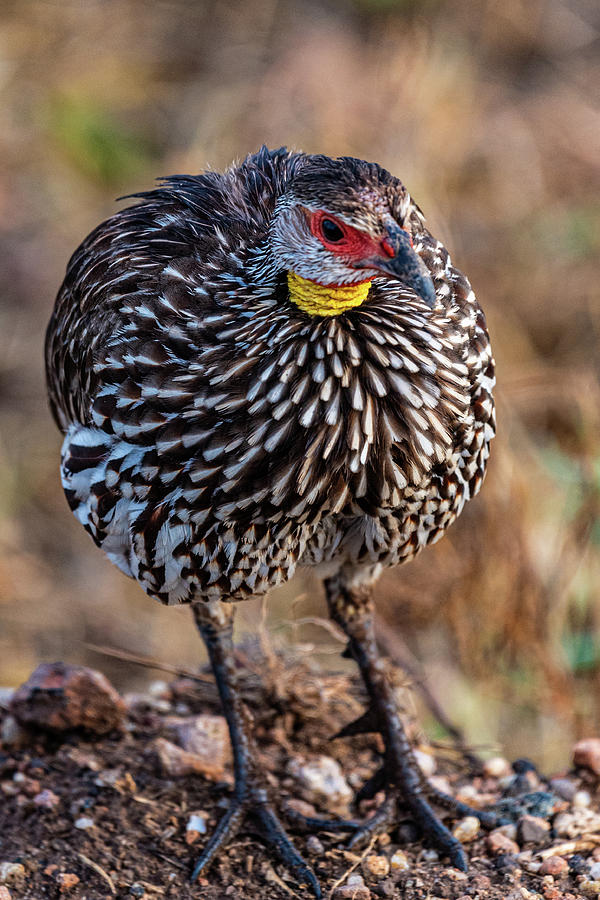 Birds of Africa - Yellow necked Spur Fowl Photograph by Jon Berghoff