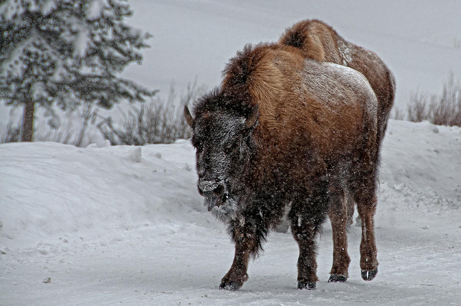 Bison In Winter #1 by Dbushue Photography
