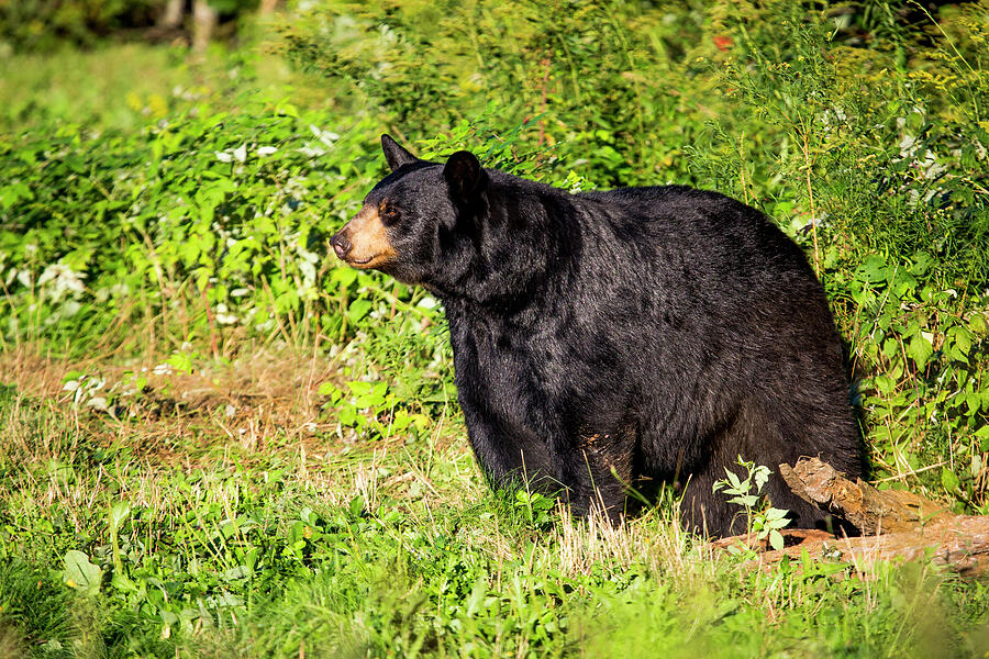 Black Bear , Preparing For Hibernation. Maine #1 Photograph by Paul ...