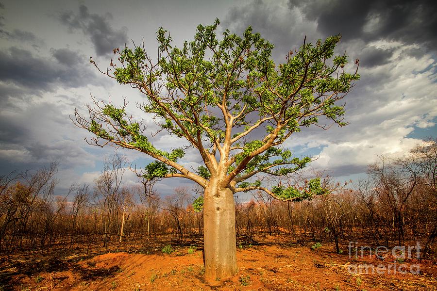 Boab Tree (adansonia Gregorii) #1 by Science Photo Library