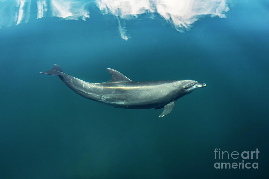 Bottlenose Dolphin Photograph by Christopher Swann/science Photo ...