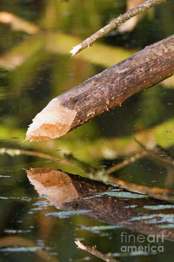 Branch Gnawed European Beaver Photograph by David Woodfall Images ...